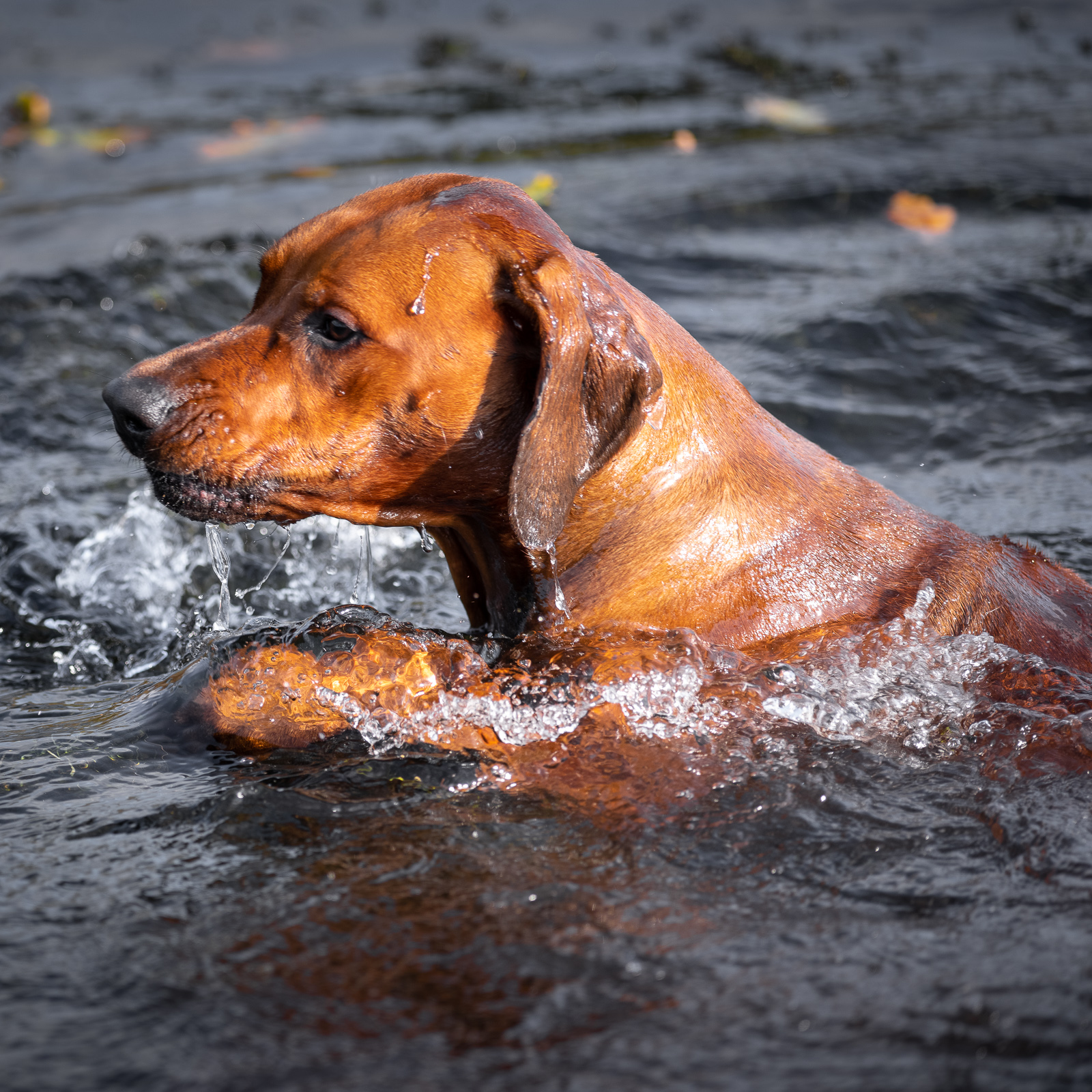 Ray – Rutland-Ridgeback
