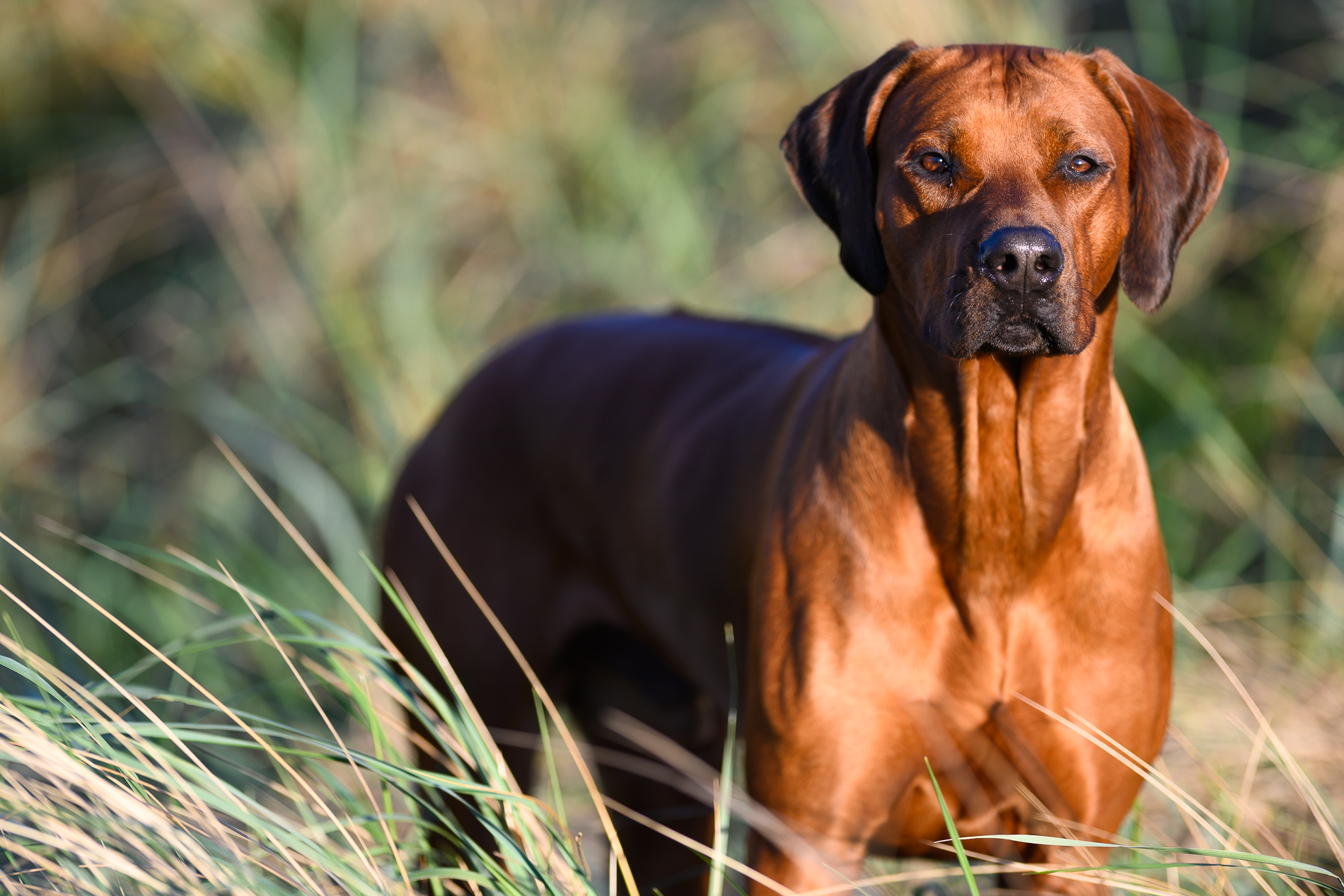 Ray – Rutland-Ridgeback