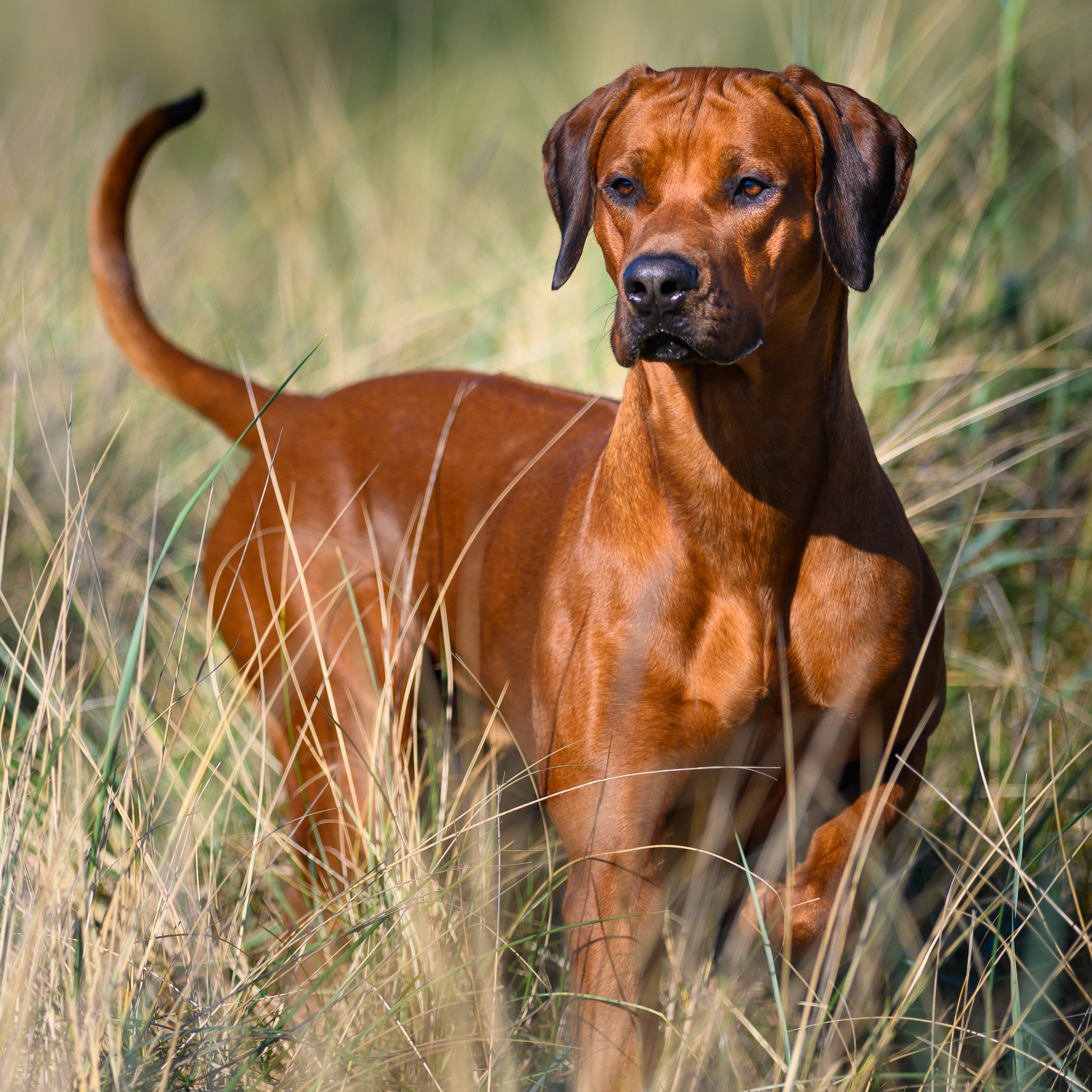 Ray – Rutland-Ridgeback