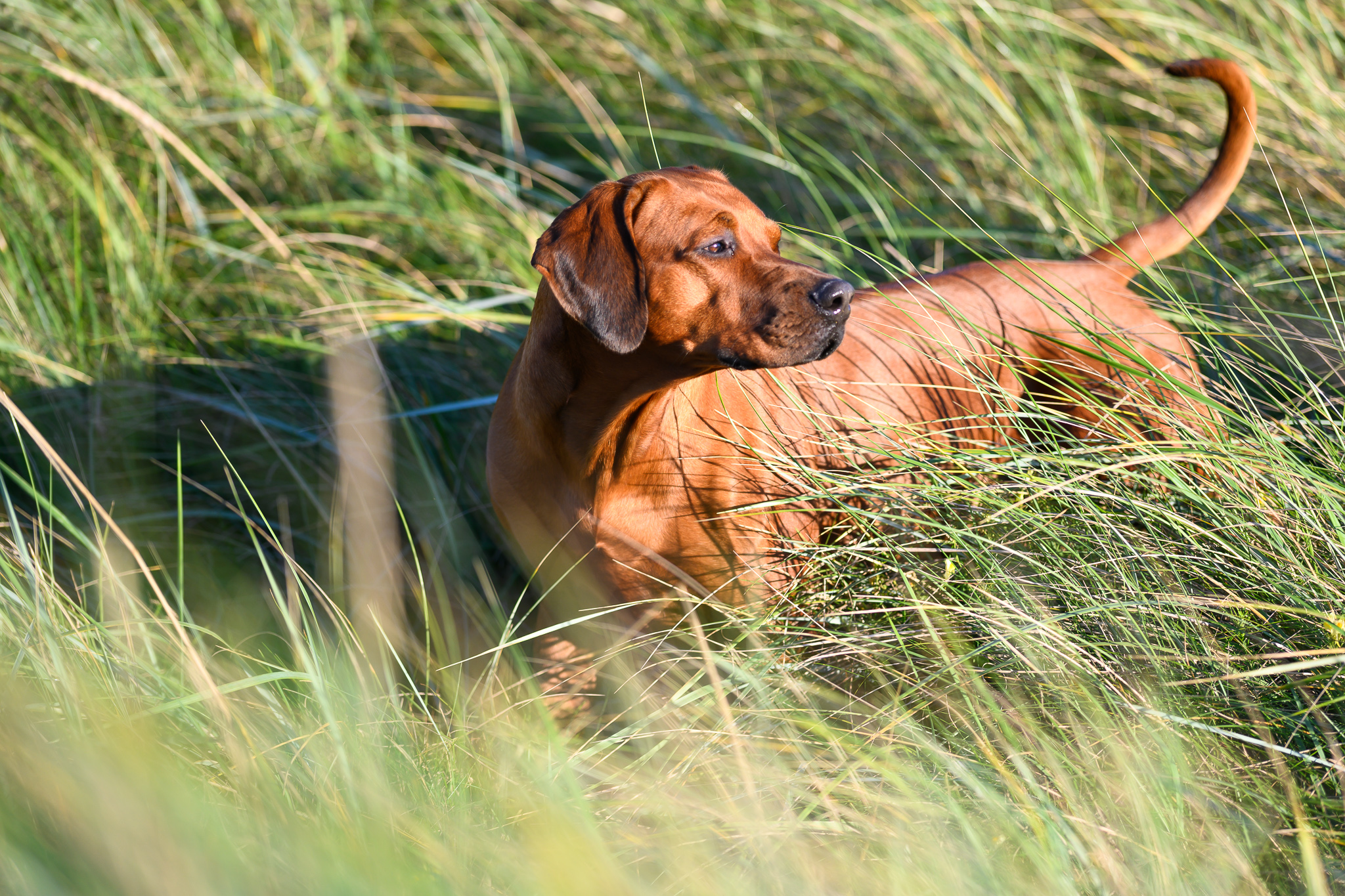 Ray – Rutland-Ridgeback