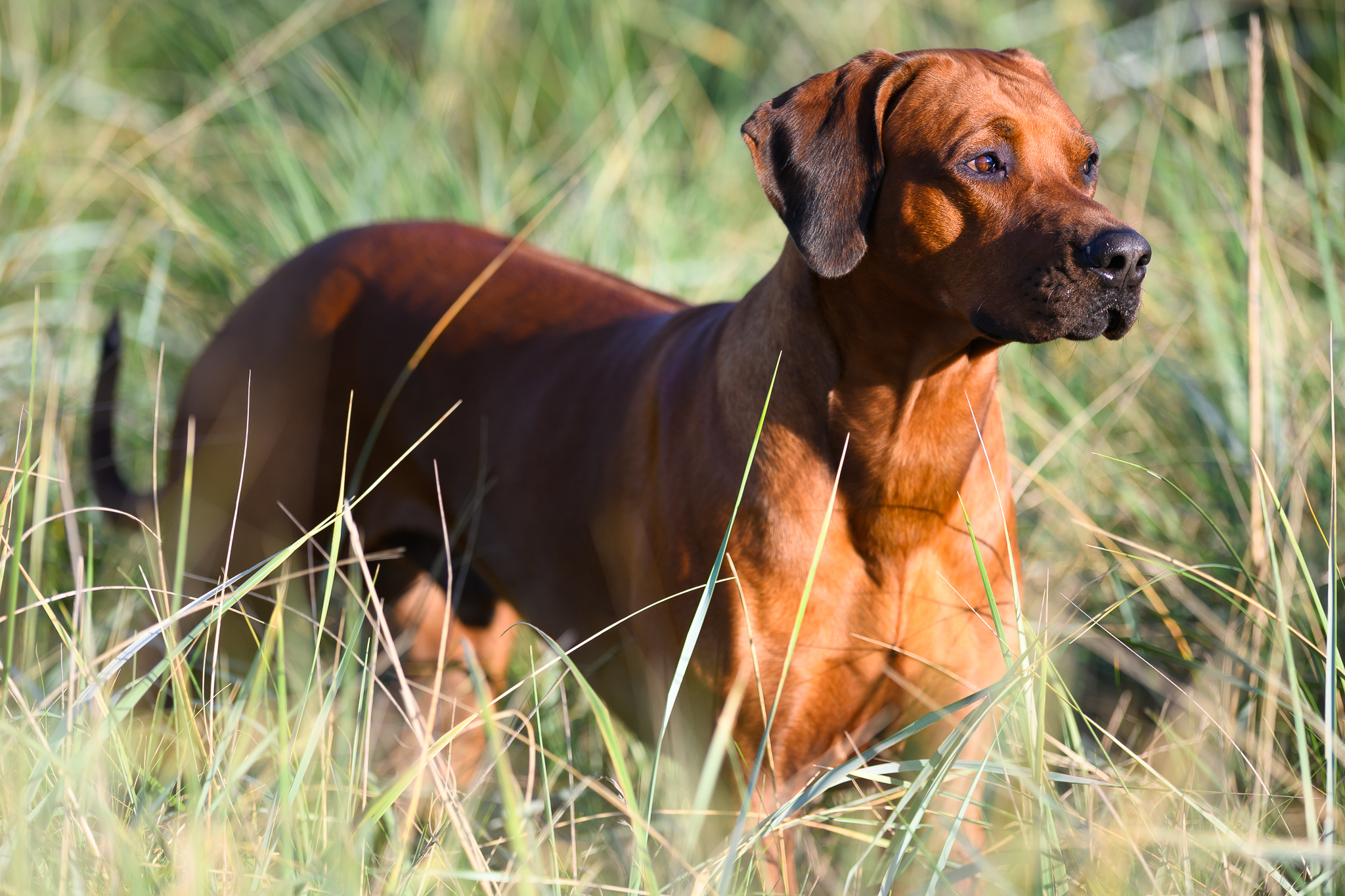 Ray – Rutland-Ridgeback